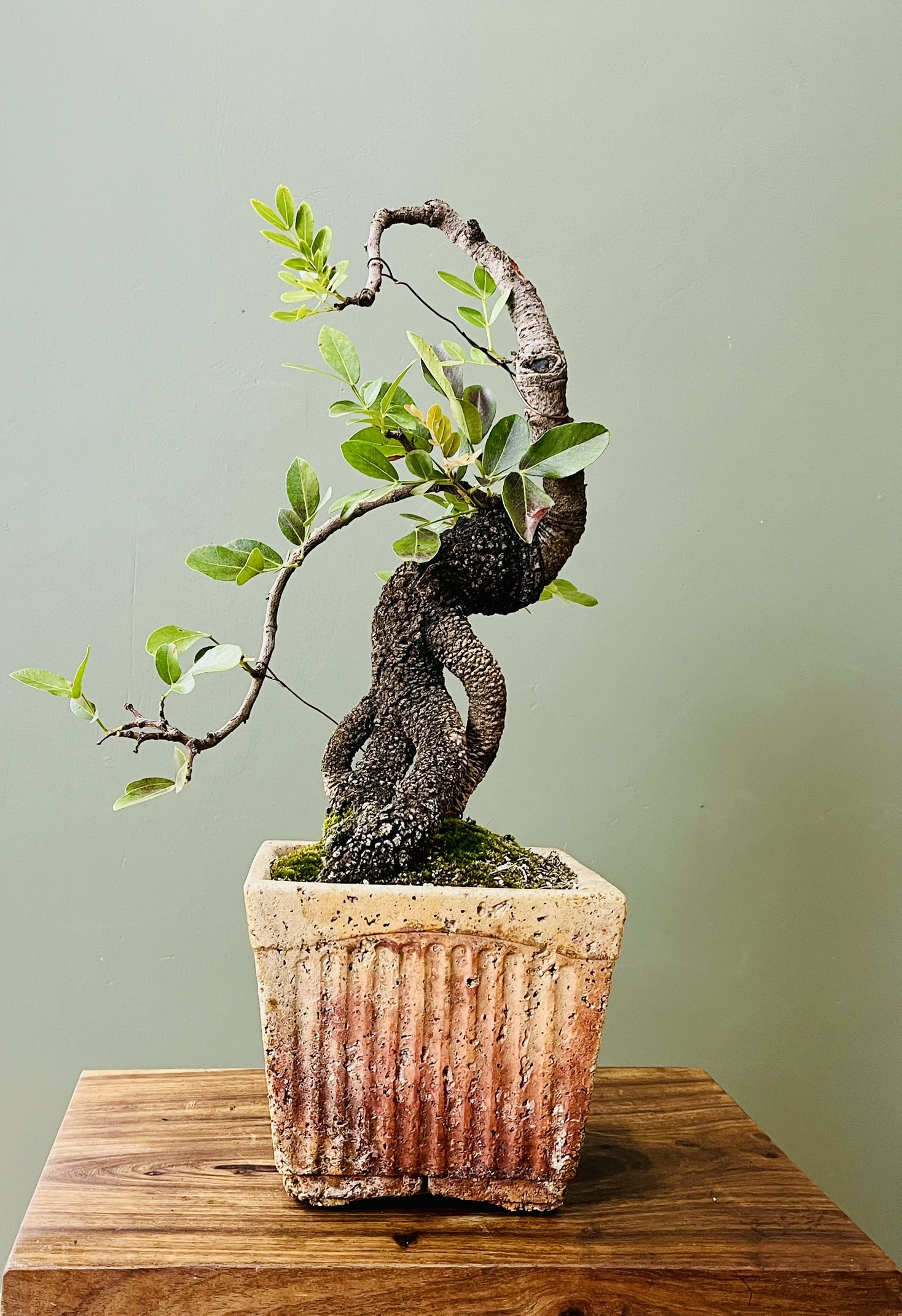 Carob tree (Ceratonia siliqua) - Mooi River Bonsai